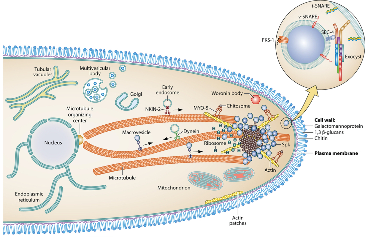 KIT - Research - Cytoskeleton and polar growth